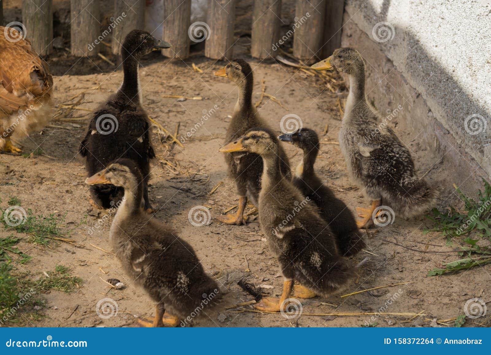 Young Chicks of Gray Domestic Ducks in a Rural Yard Stock Photo - Image ...