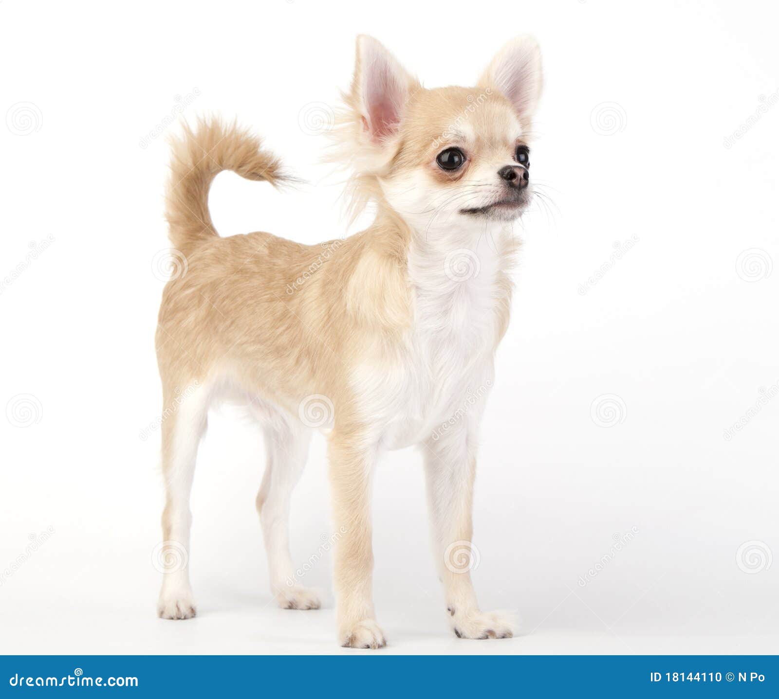 Young Chihuahua Dog Stacking In Show Position Stock Photography ...