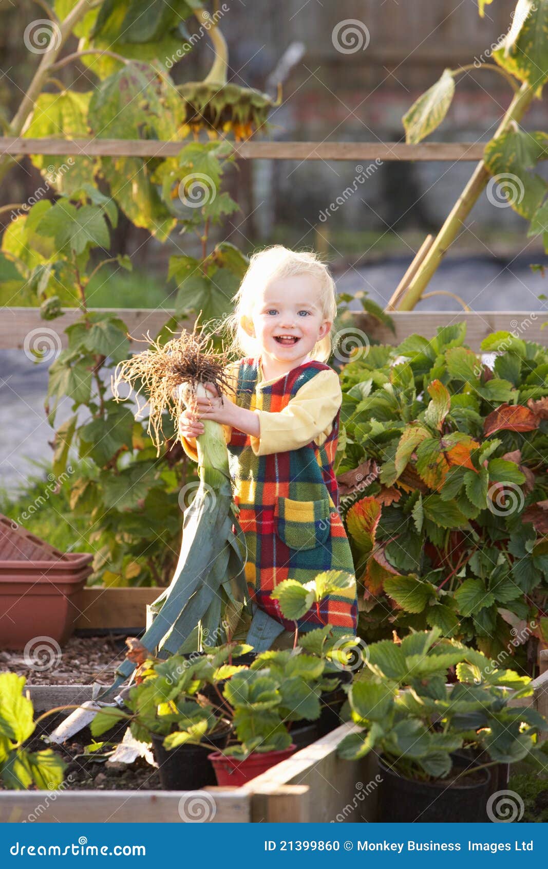 Young child on allotment stock photo. Image of communal - 21399860