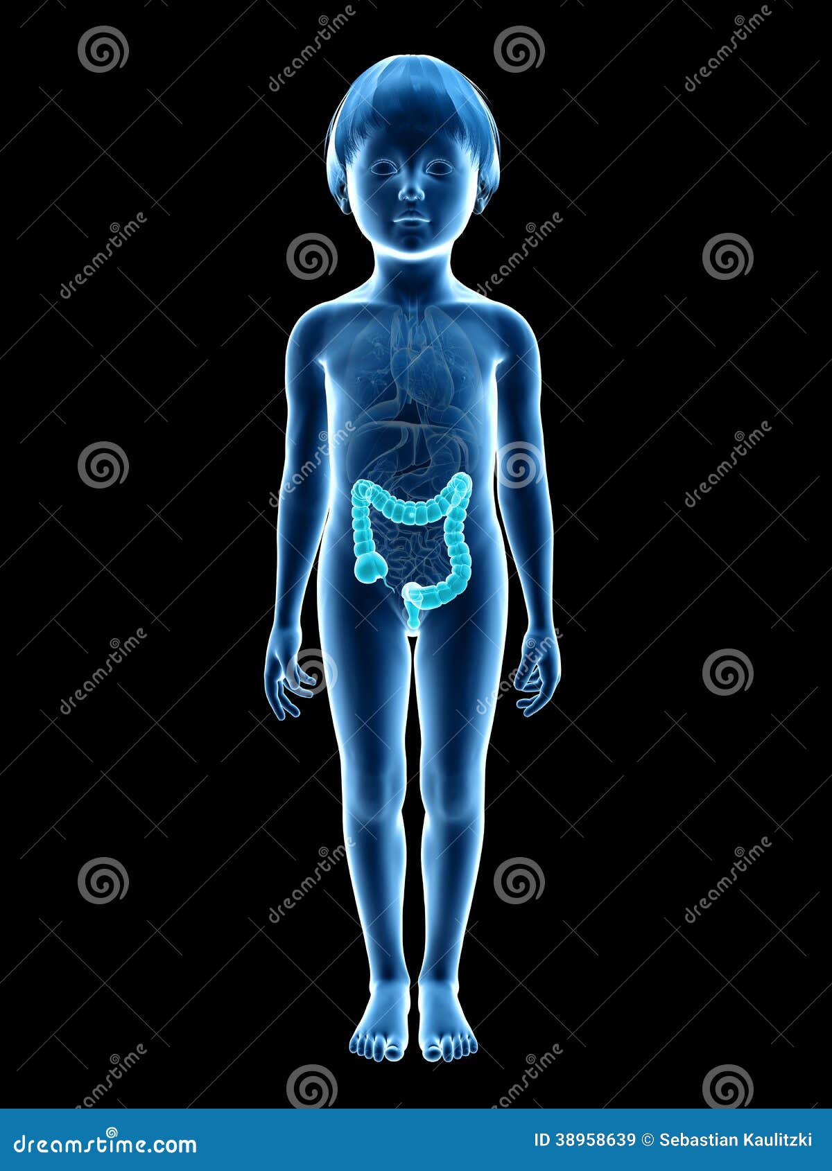 Young child - colon stock illustration. Illustration of biology - 38958639