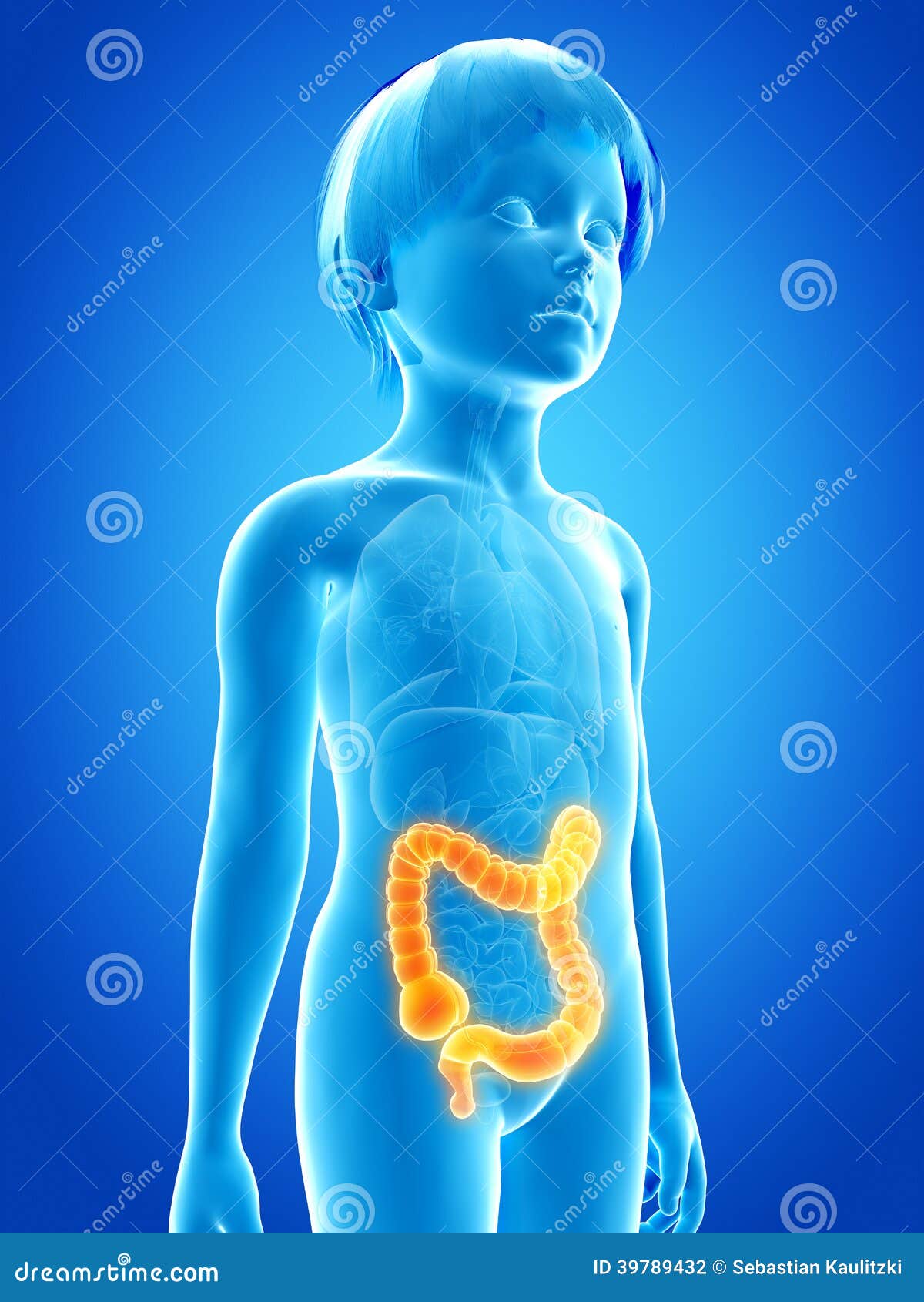 Young child - colon stock illustration. Illustration of inflamed - 39789432