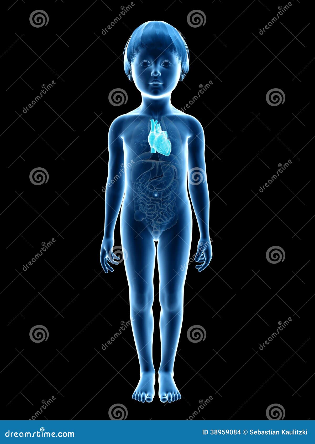 Young child - heart stock illustration. Illustration of ventricle ...