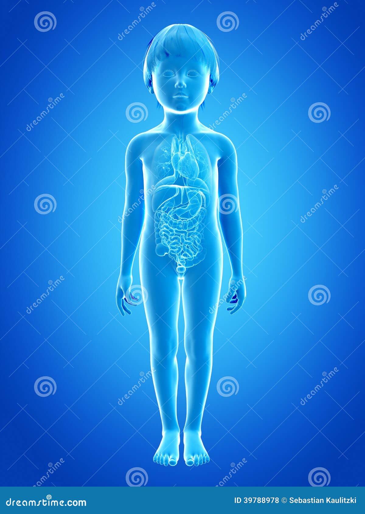 Young child - organs stock illustration. Illustration of heart - 39788978
