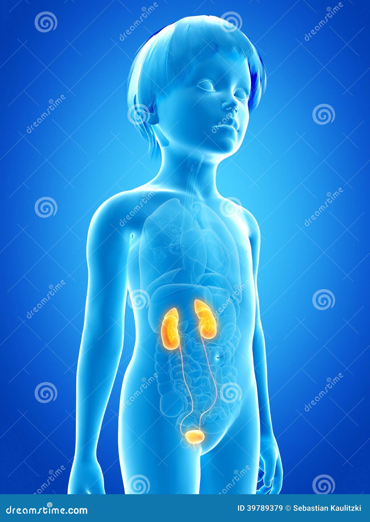 Young Child - Urinary System Stock Illustration - Illustration of ...