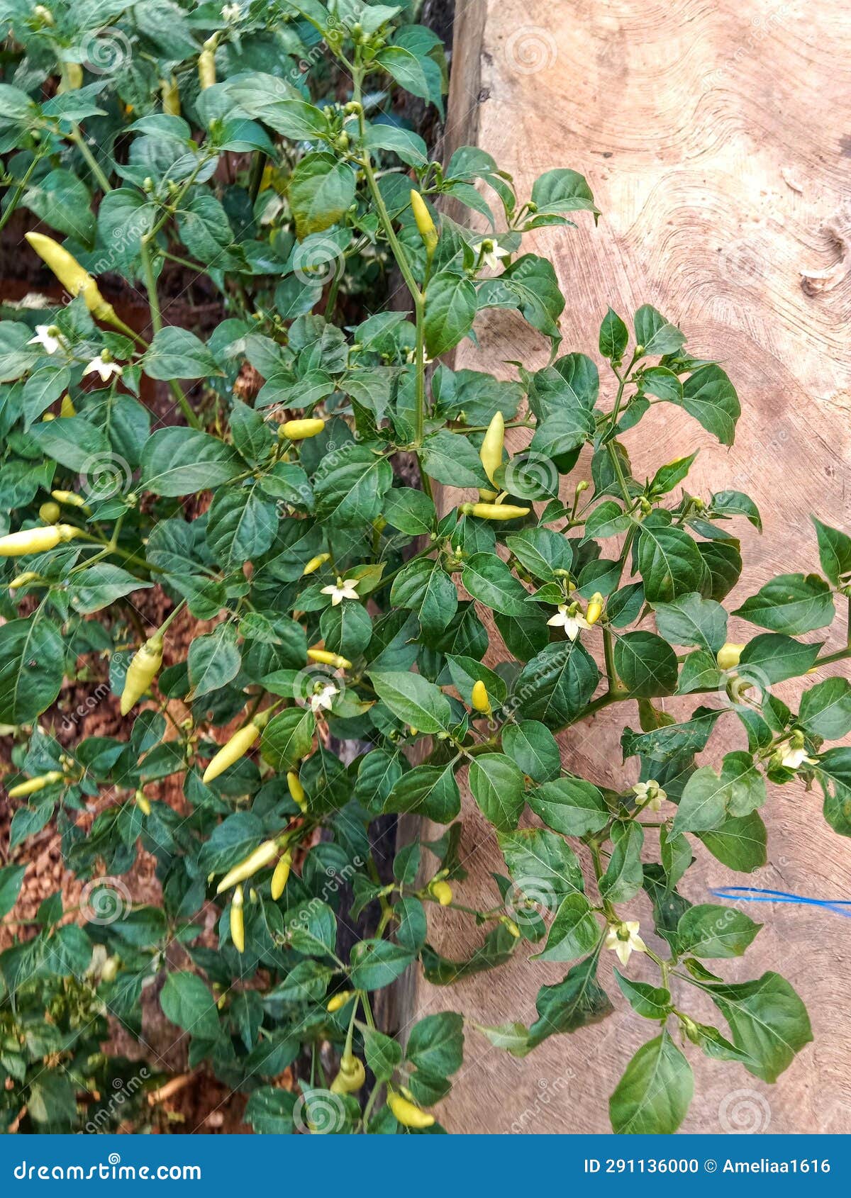 Young chili tree stock photo. Image of berry, food, autumn - 291136000
