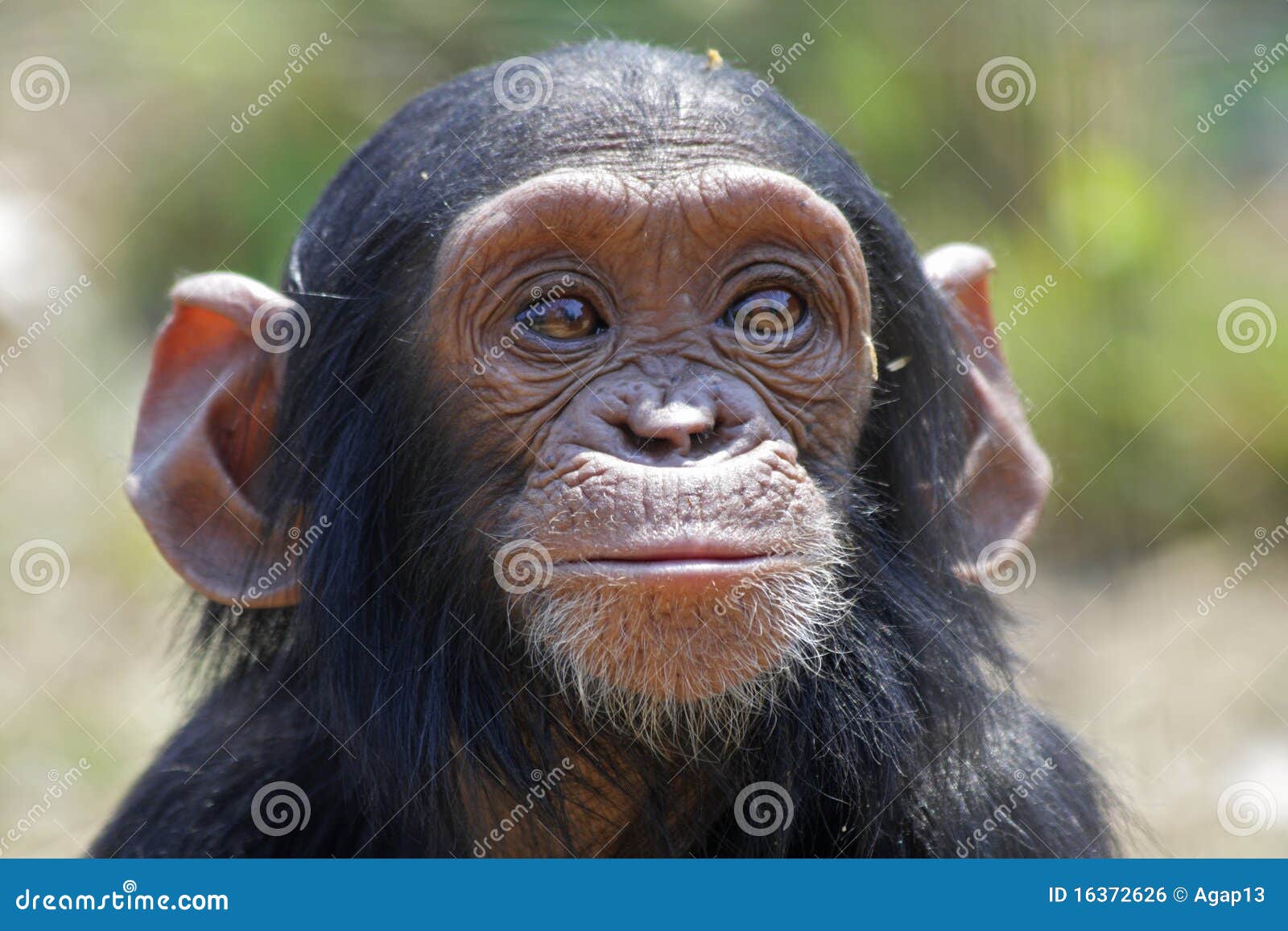 Young chimp stock photo. Image of eyes, alone, chimpanzee - 16372626