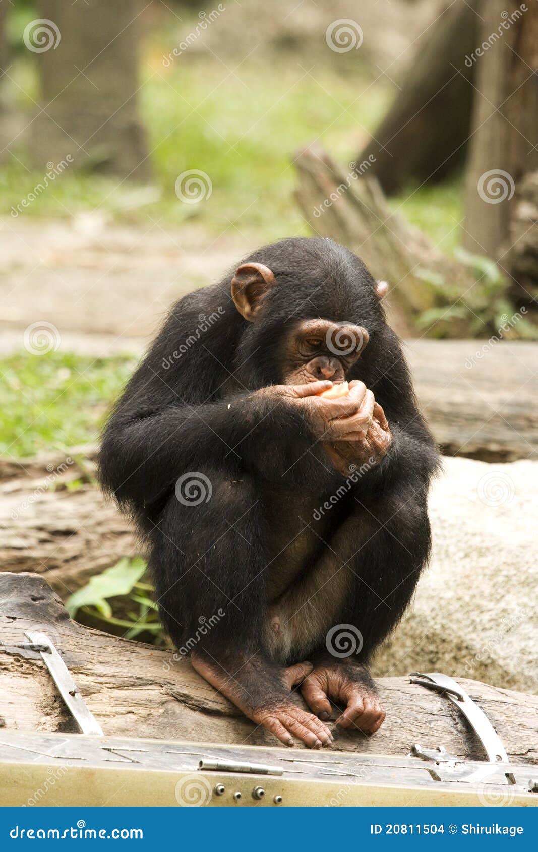 Young Chimp stock photo. Image of glance, young, squat - 20811504