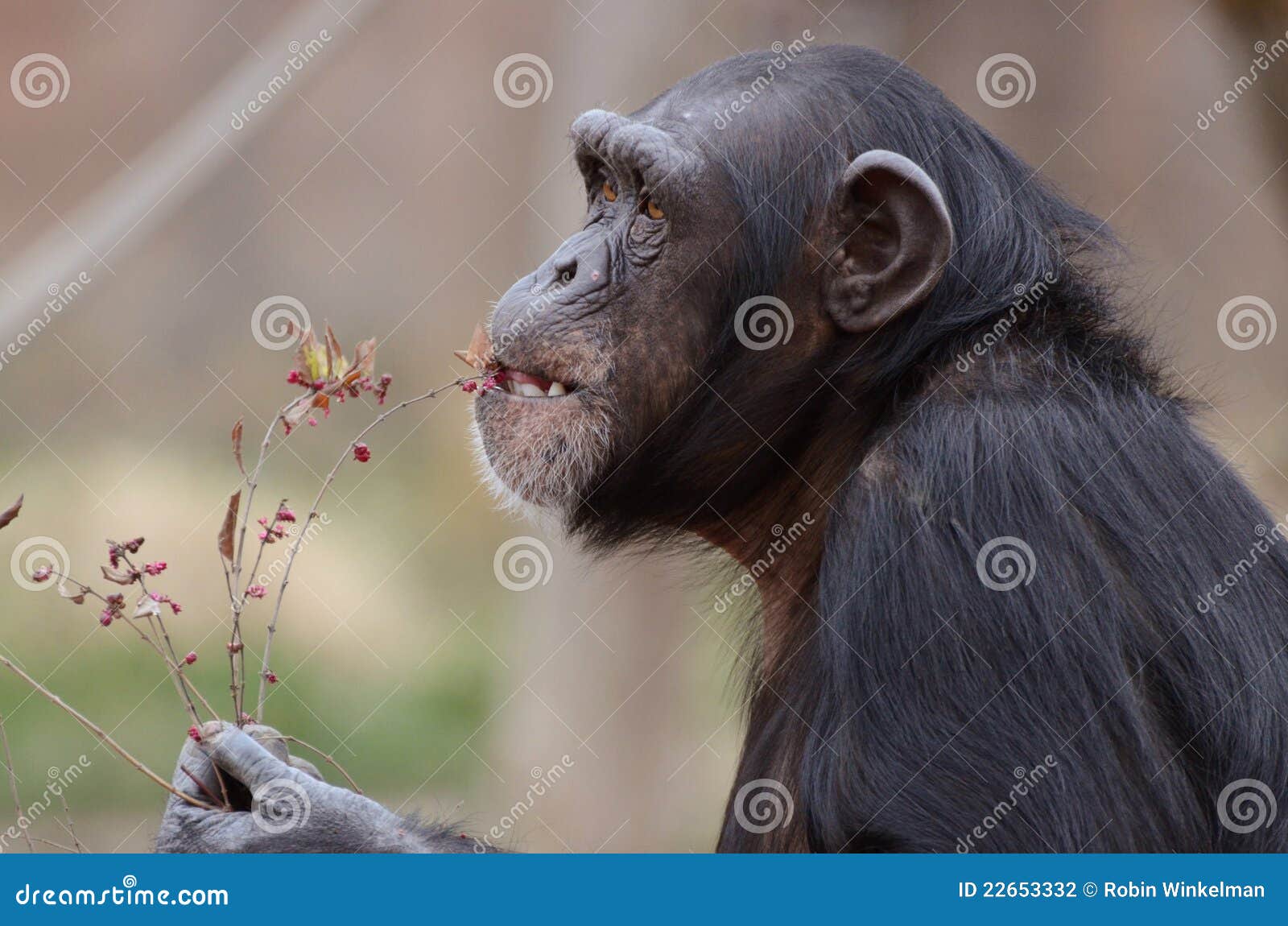 Young chimp eats berries stock photo. Image of monkey - 22653332