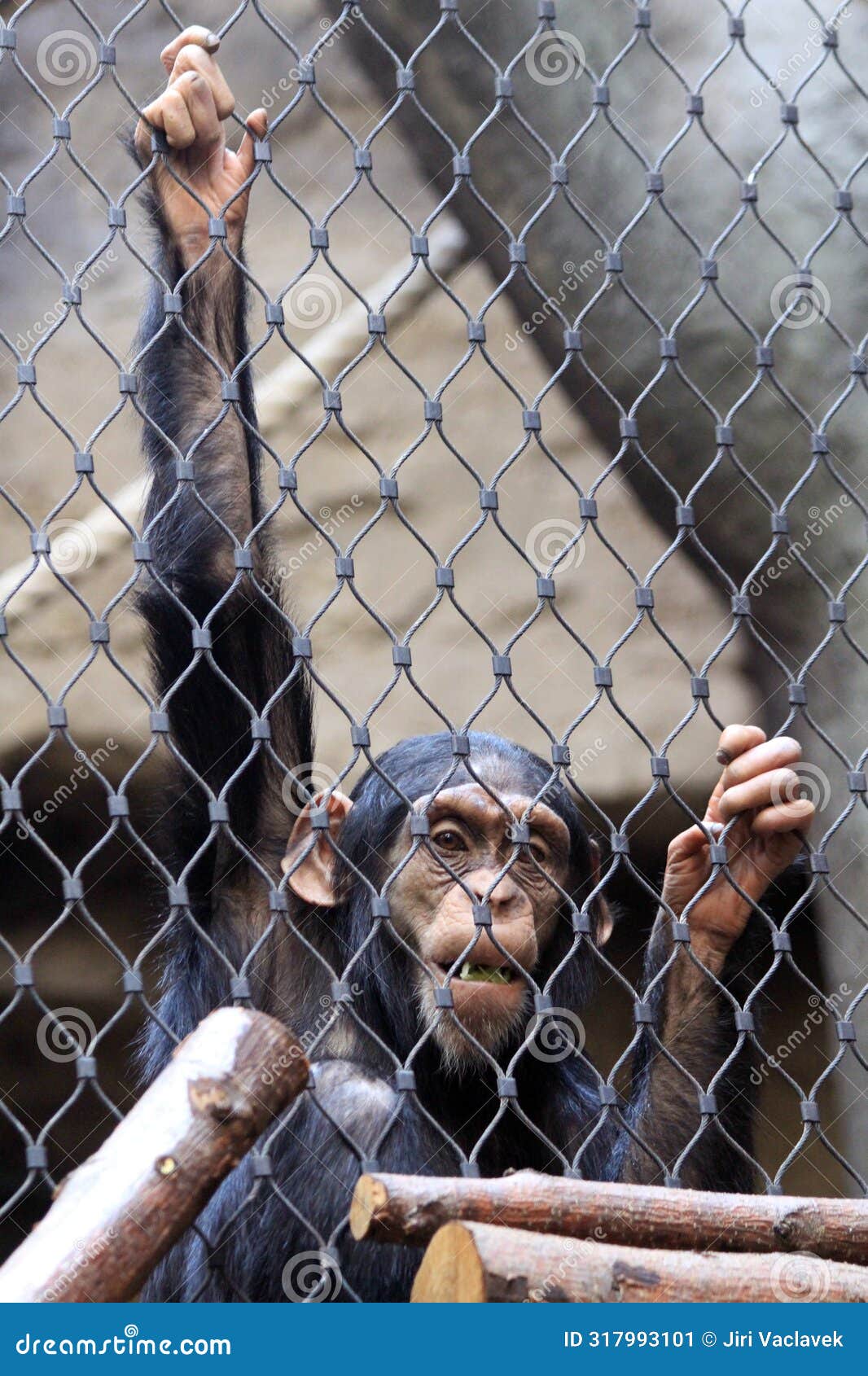 Chimp monkey in the prison stock image. Image of animal - 317993101