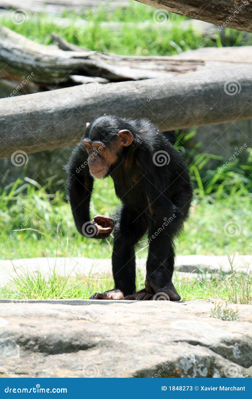 Young chimpanzee stock image. Image of animal, playing - 1848273