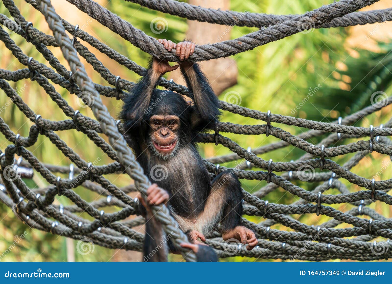 Young Chimpanzee Having Fun in a Net Stock Image - Image of jungle ...