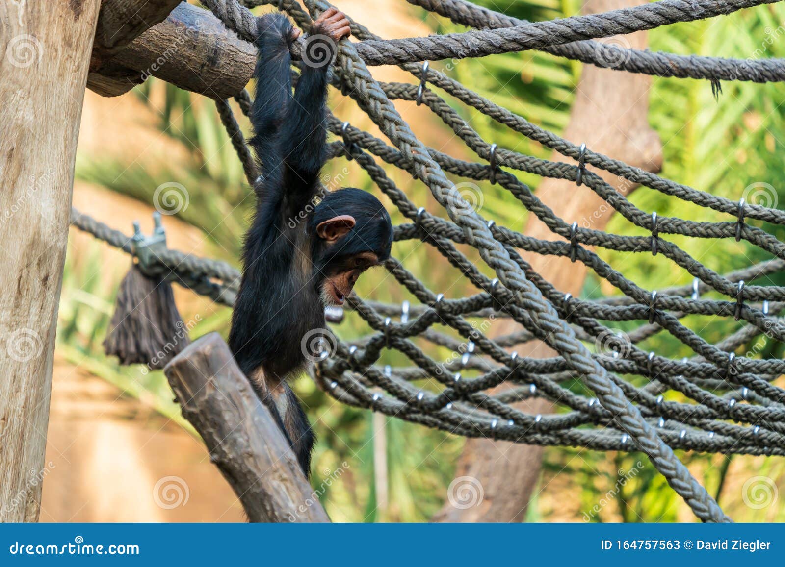 Young Chimpanzee Having Fun in a Net Stock Image - Image of head ...