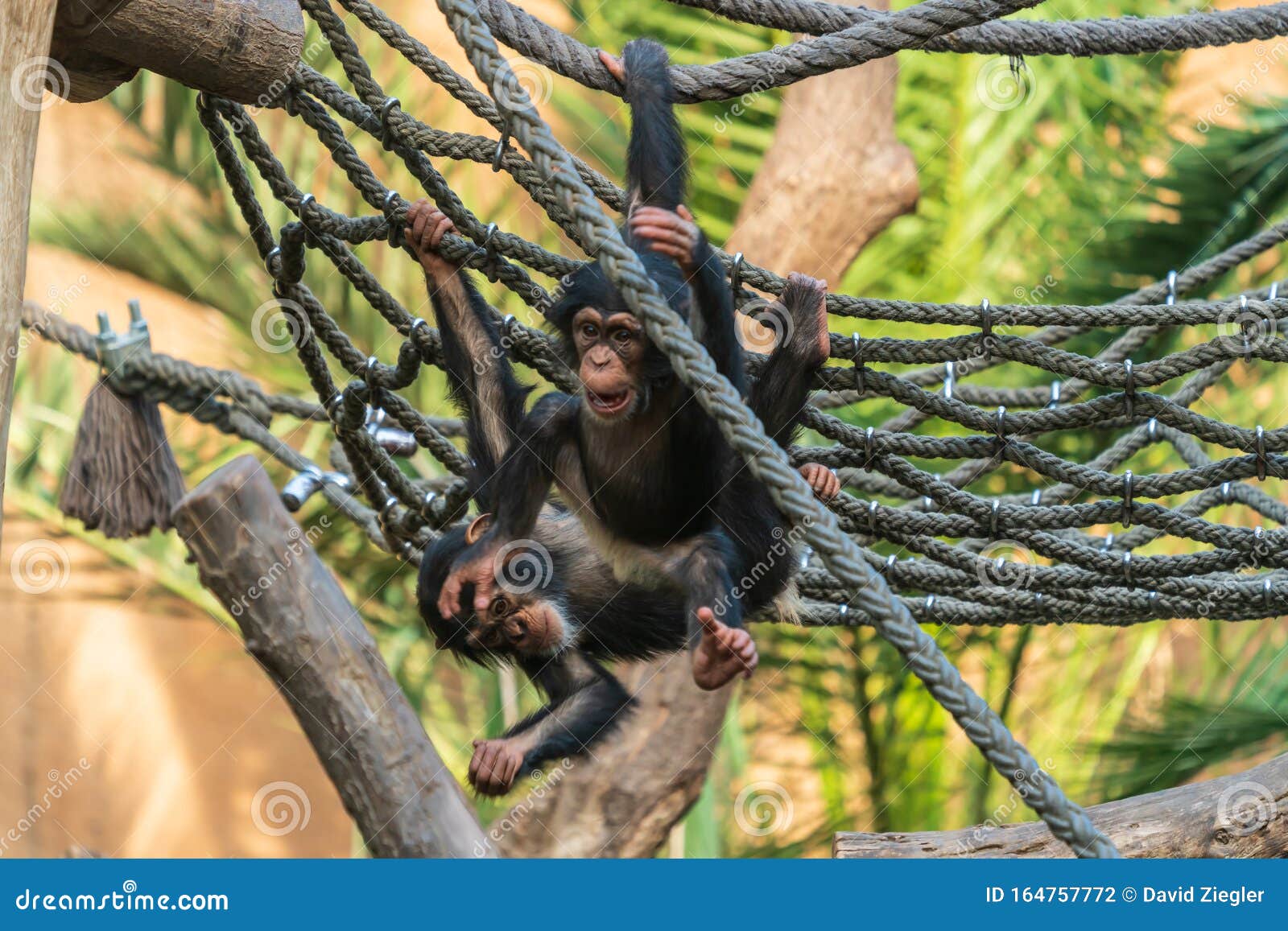 Young Chimpanzee Having Fun in a Net Stock Photo - Image of chimpanzee ...