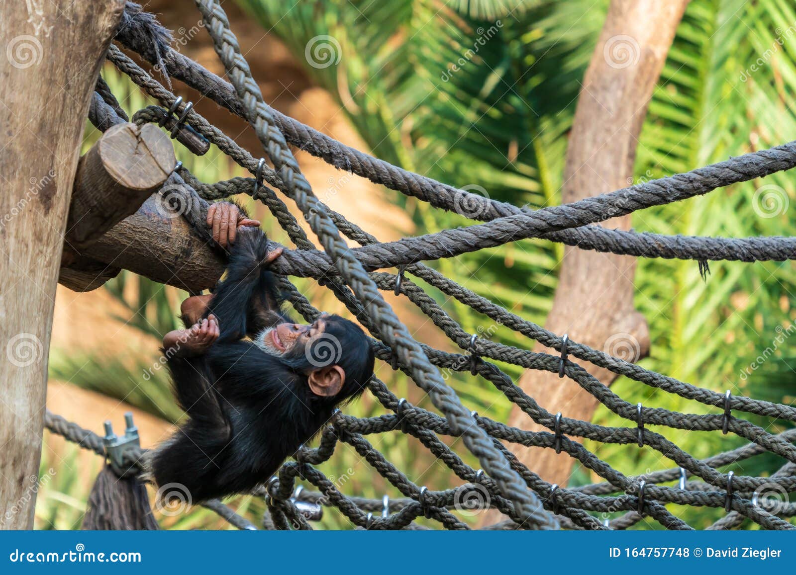 Young Chimpanzee Having Fun in a Net Stock Photo - Image of monkey ...