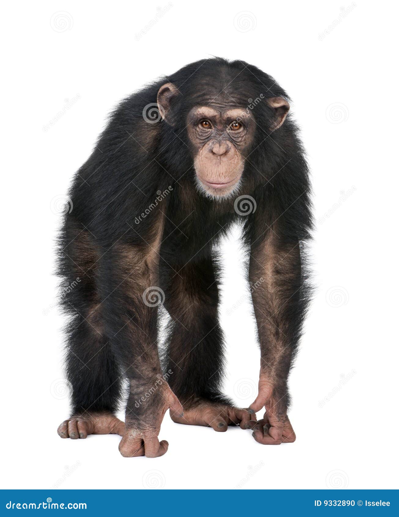 Young Chimpanzee Standing Up Like A Human - Simia Stock Photo ...