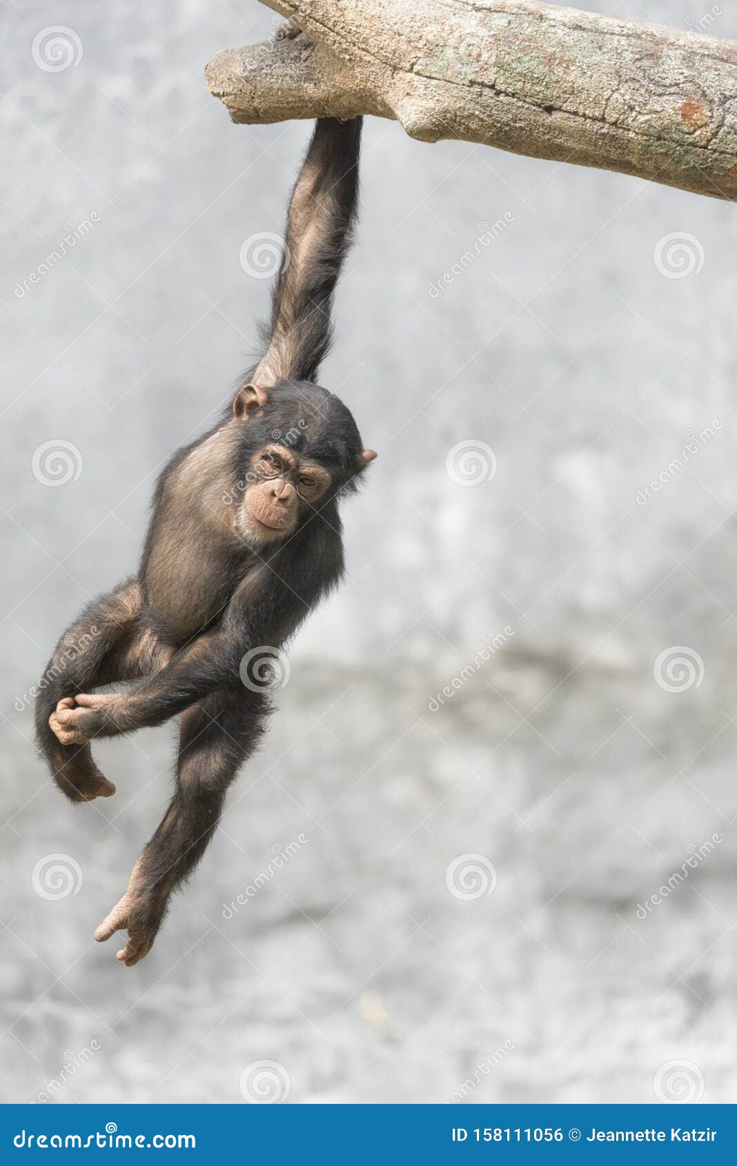 Young Chimpanzee Playfully Hanging On A Tree Branch Royalty-Free Stock ...