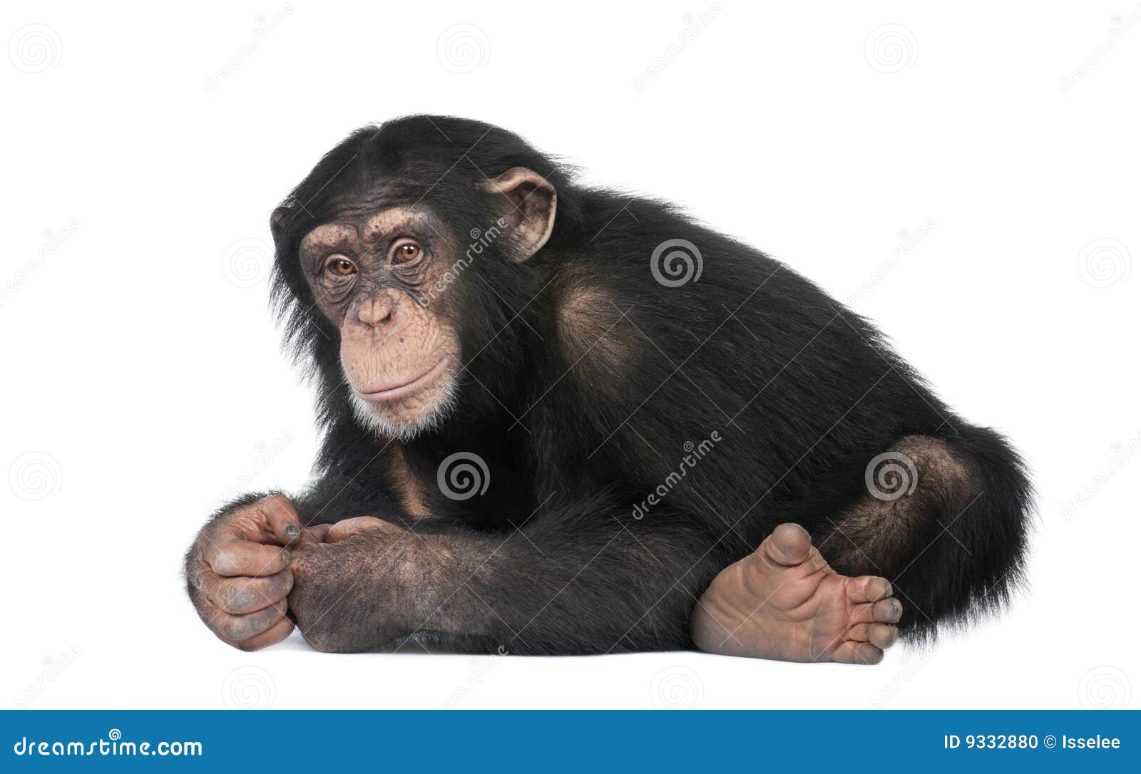 Young Chimpanzee - Simia Troglodytes (5 Years Old) Stock Photo - Image ...