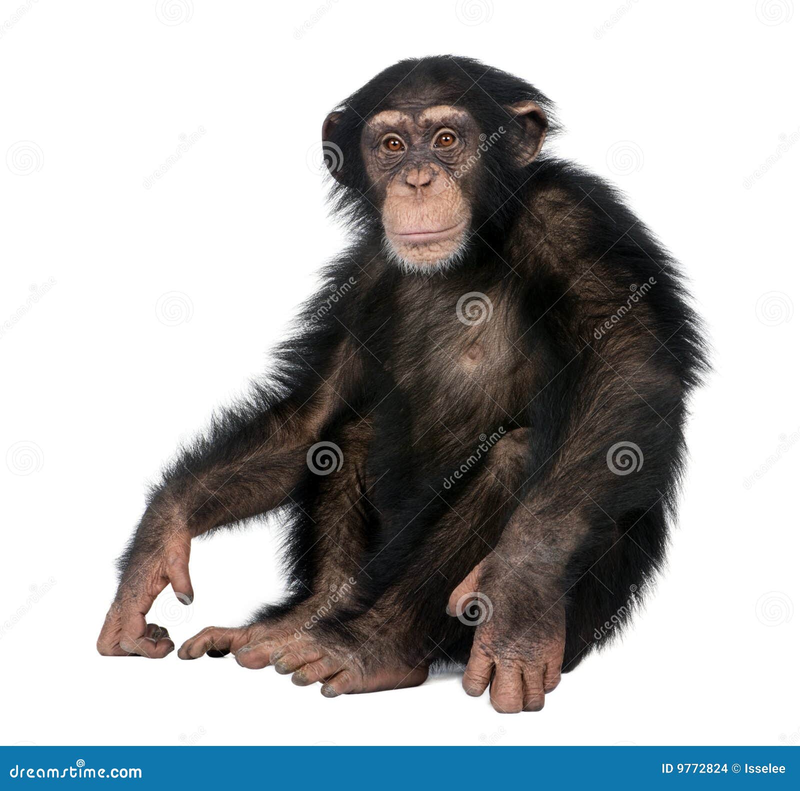 Simia - Alchetron, The Free Social Encyclopedia