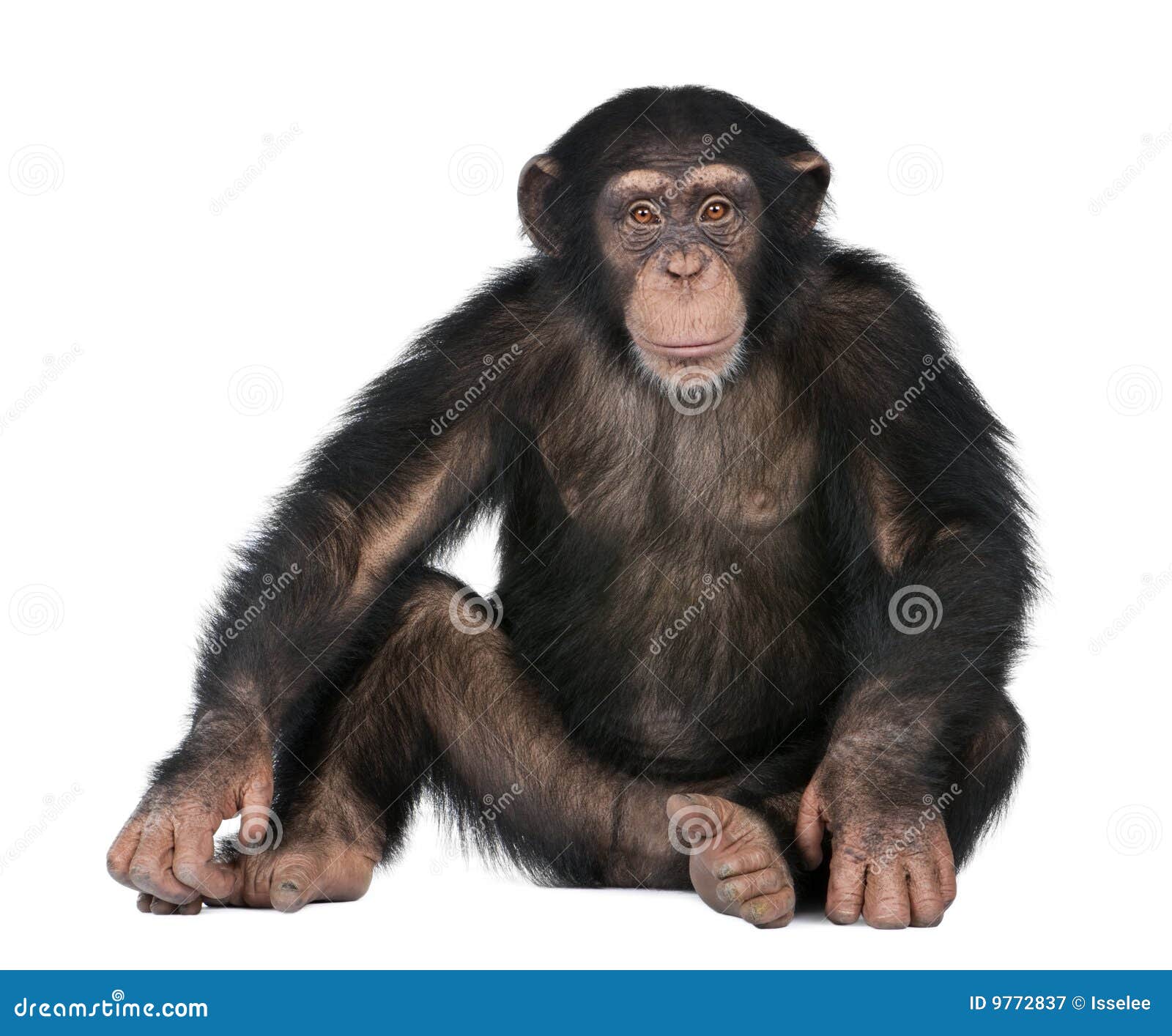 White Chimpanzee