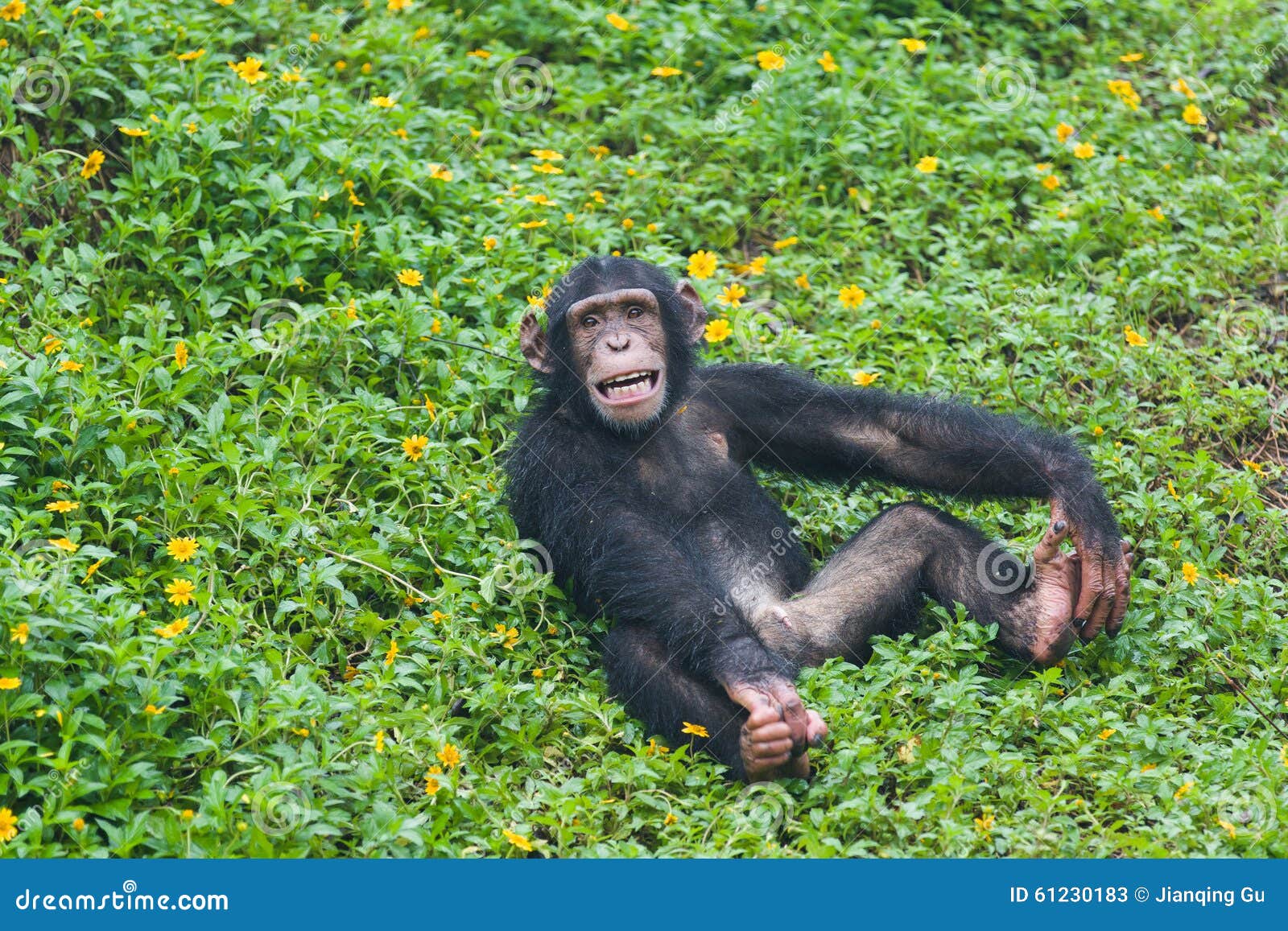 Young Chimpanzee stock image. Image of rain, wildlife - 61230183