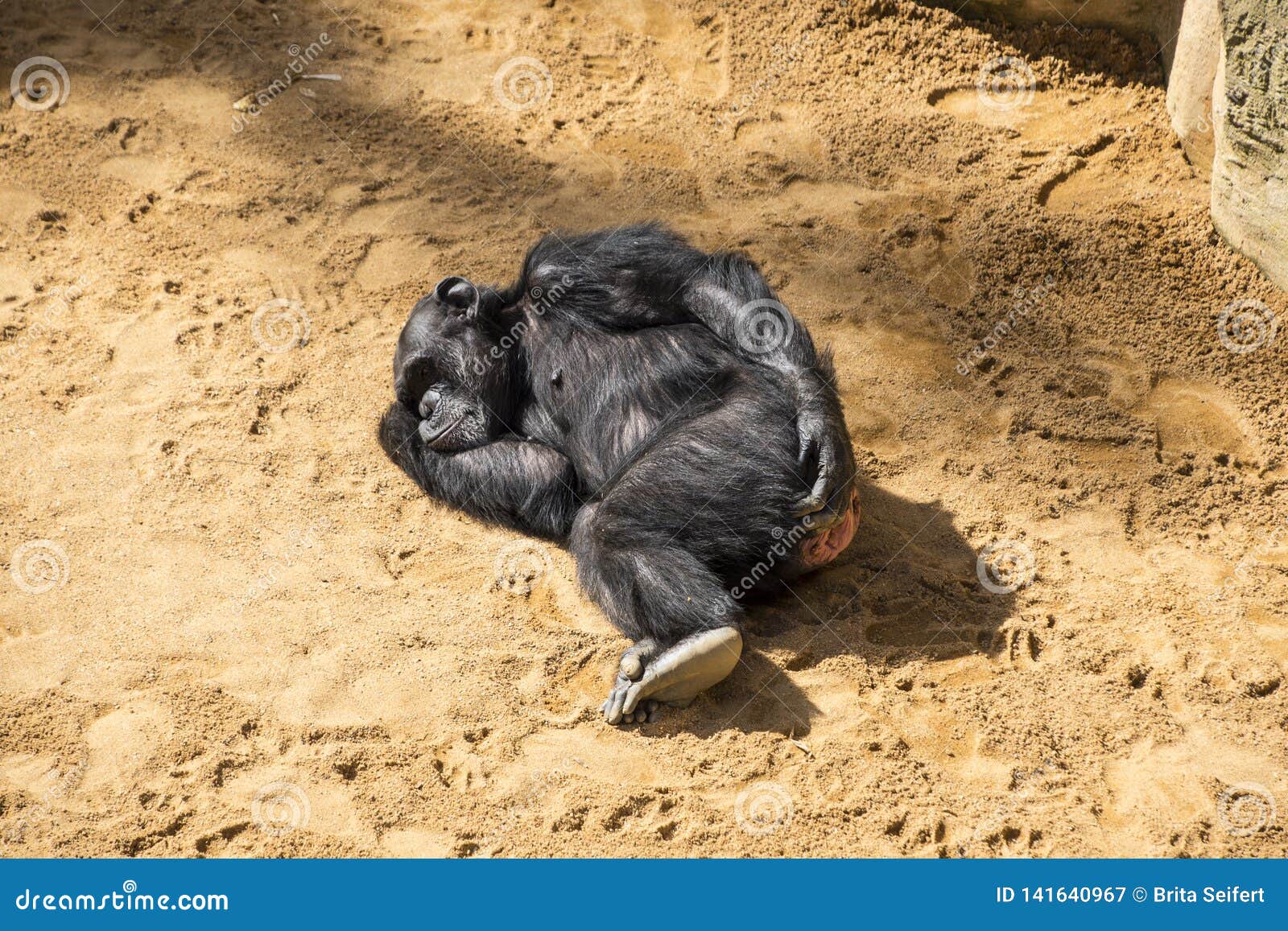 Young Chimpanzee Sleeping on the Ground Stock Image - Image of infant ...