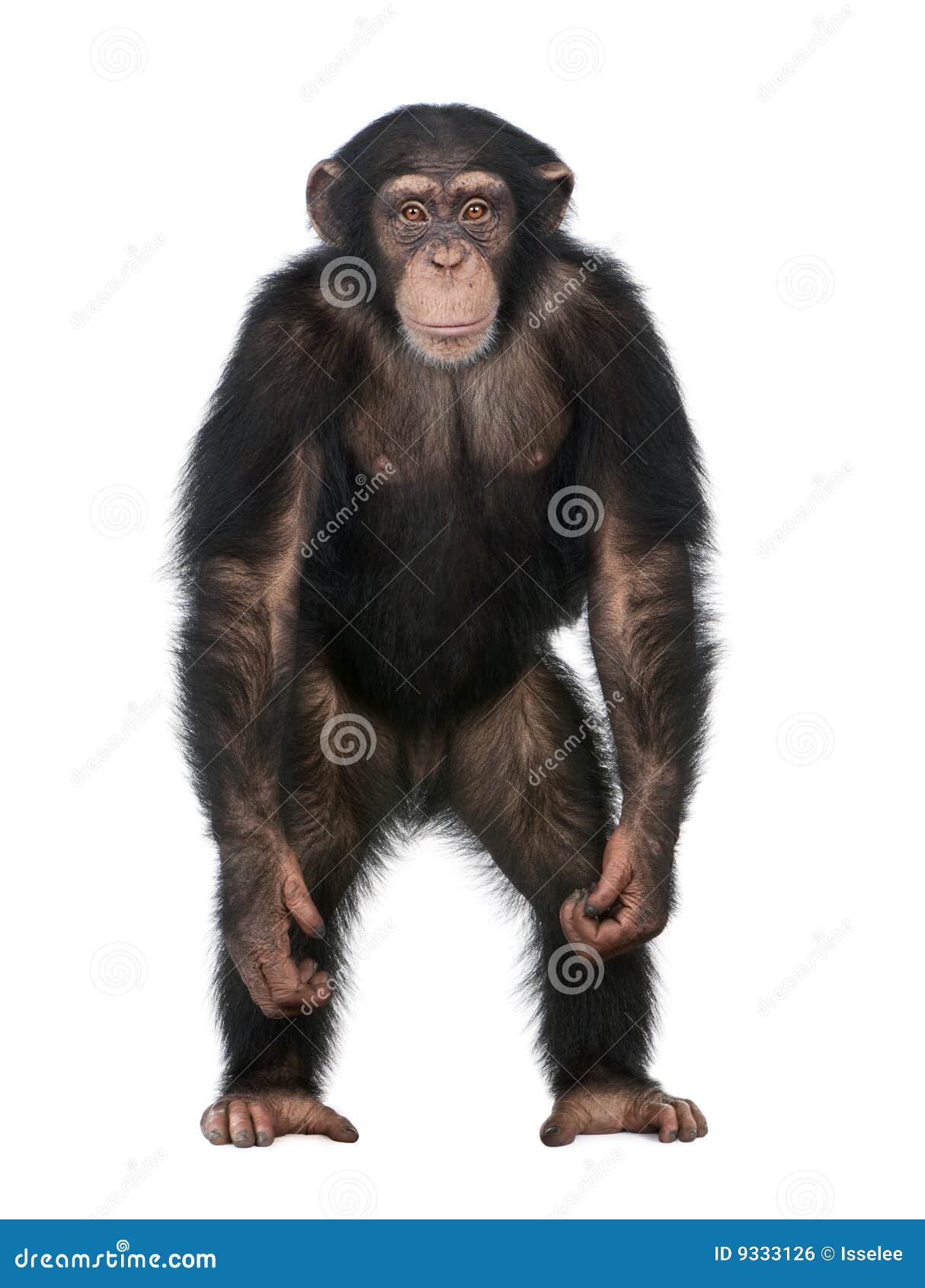 Young Chimpanzee Standing Up Like A Human - Simia Royalty Free Stock ...