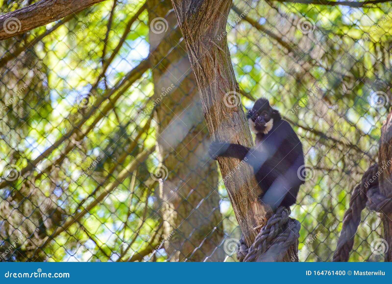 Young Chimpanzee Swinging and Jumping from a Tree Stock Photo - Image ...