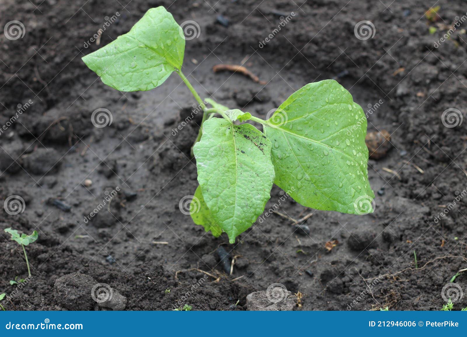 Young Chinese Cabbage Seedlings in the Ground Stock Photo - Image of ...