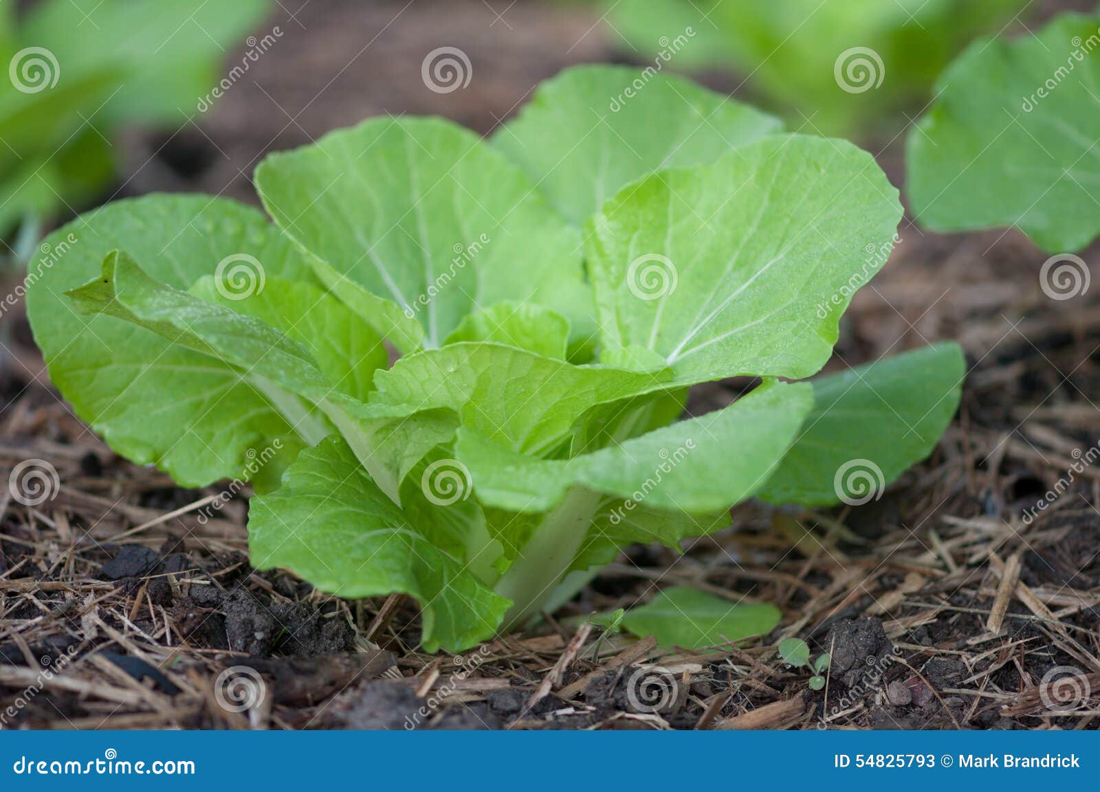Young Chinese Cabbage in Vegetable Garden Stock Image - Image of ...