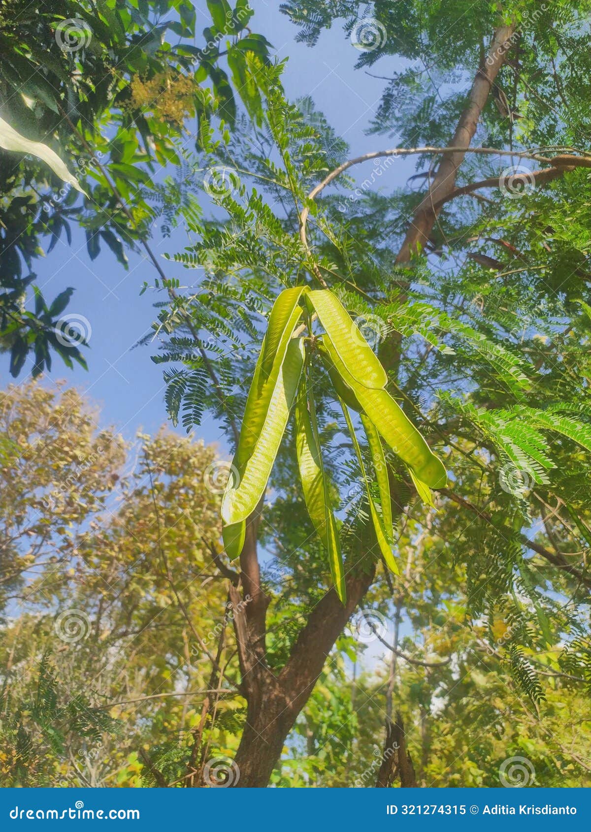 Young Chinese petai fruit stock image. Image of petai - 321274315