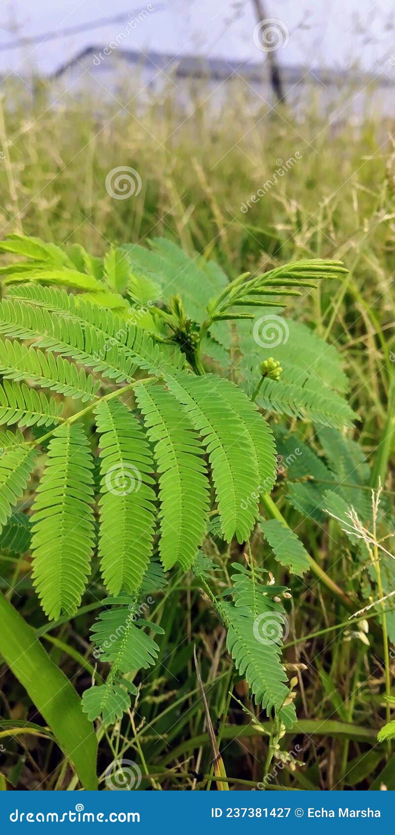 Chinese Petai, Leucaena Leucocephala, Seeds From The Lamtoro Plant ...