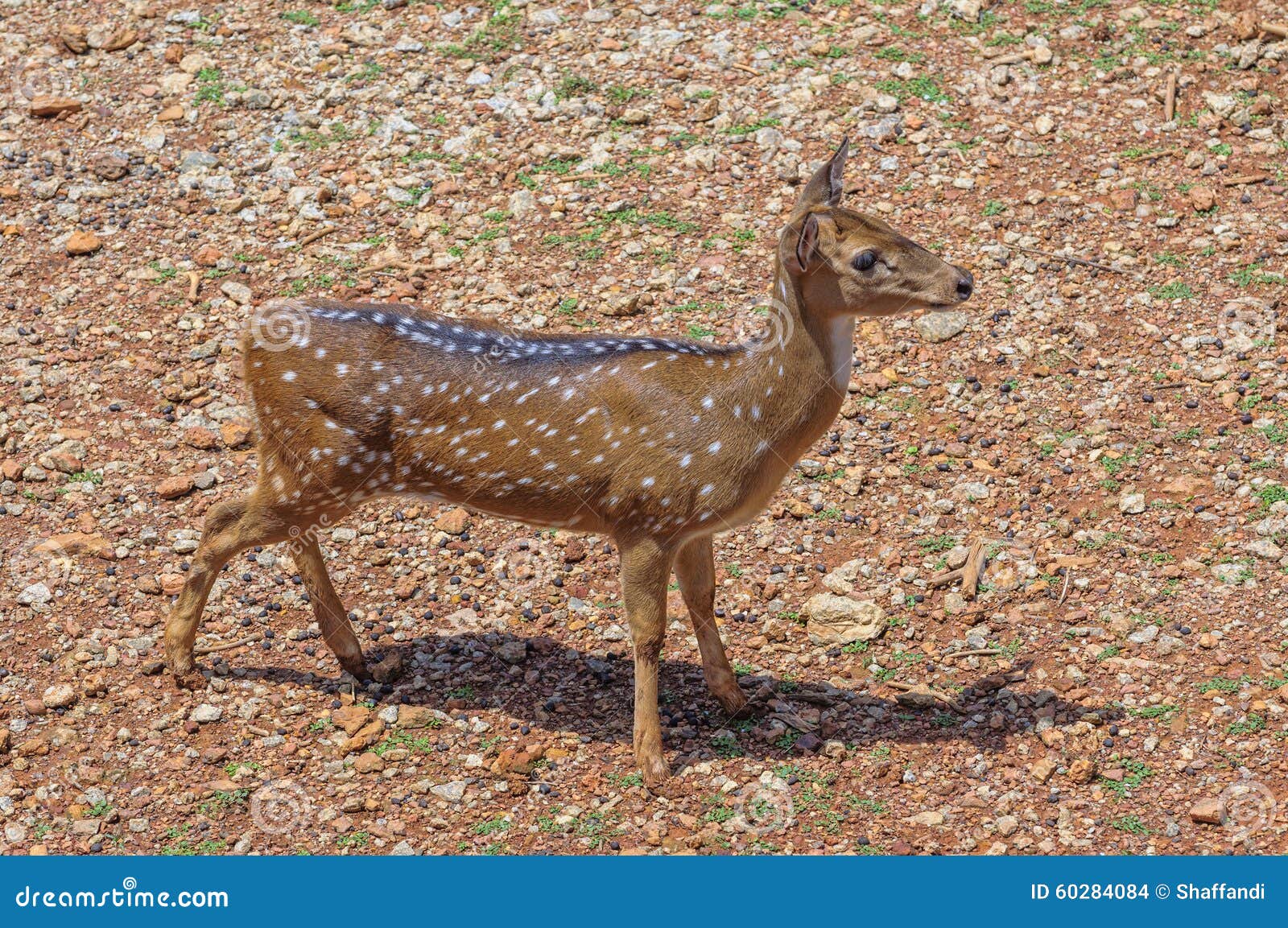 Young Chital or Cheetal Deer Stock Photo - Image of fawn, grass: 60284084