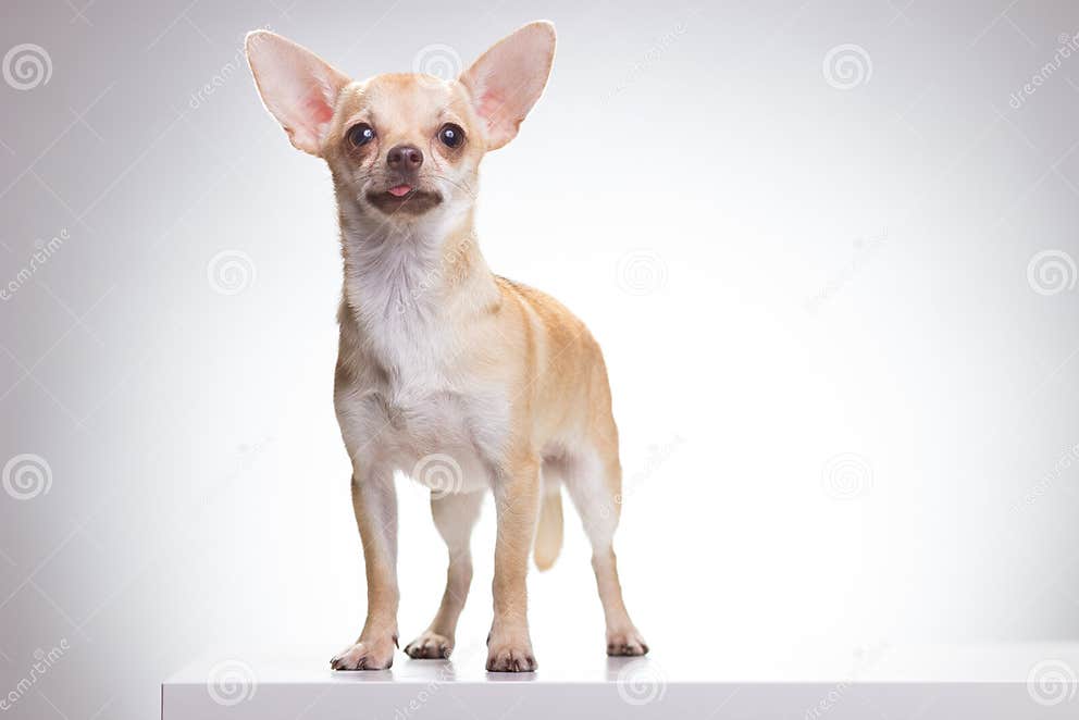 Young chivava standing. stock photo. Image of standing - 70107784