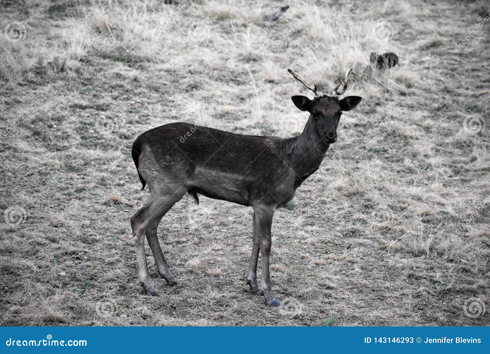 Young Chocolate Fallow Deer Stock Image - Image of curious, background ...