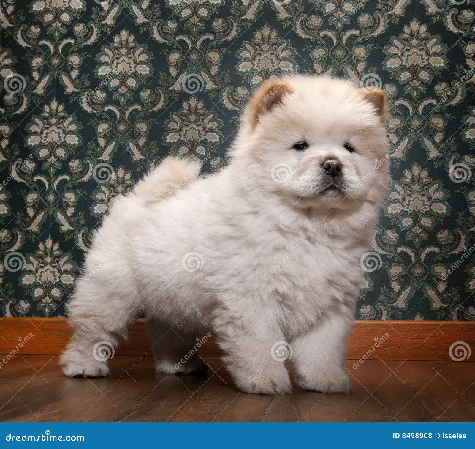 Chow Chow Pomeranian Mix