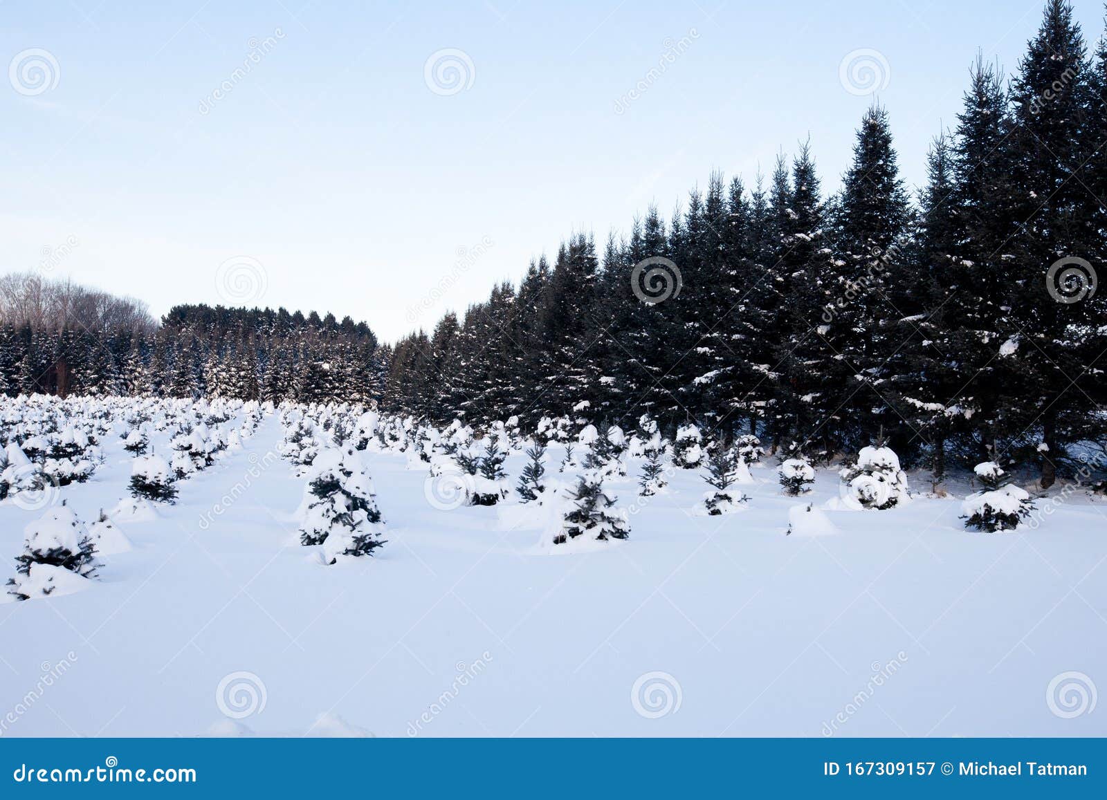 Young Christmas Tree Crop in Wisconsin Stock Image - Image of pine ...