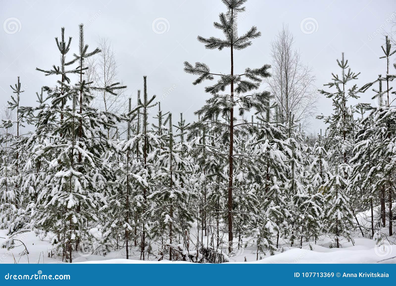 Christmas Trees in a Snow-covered Forest Stock Image - Image of holiday ...