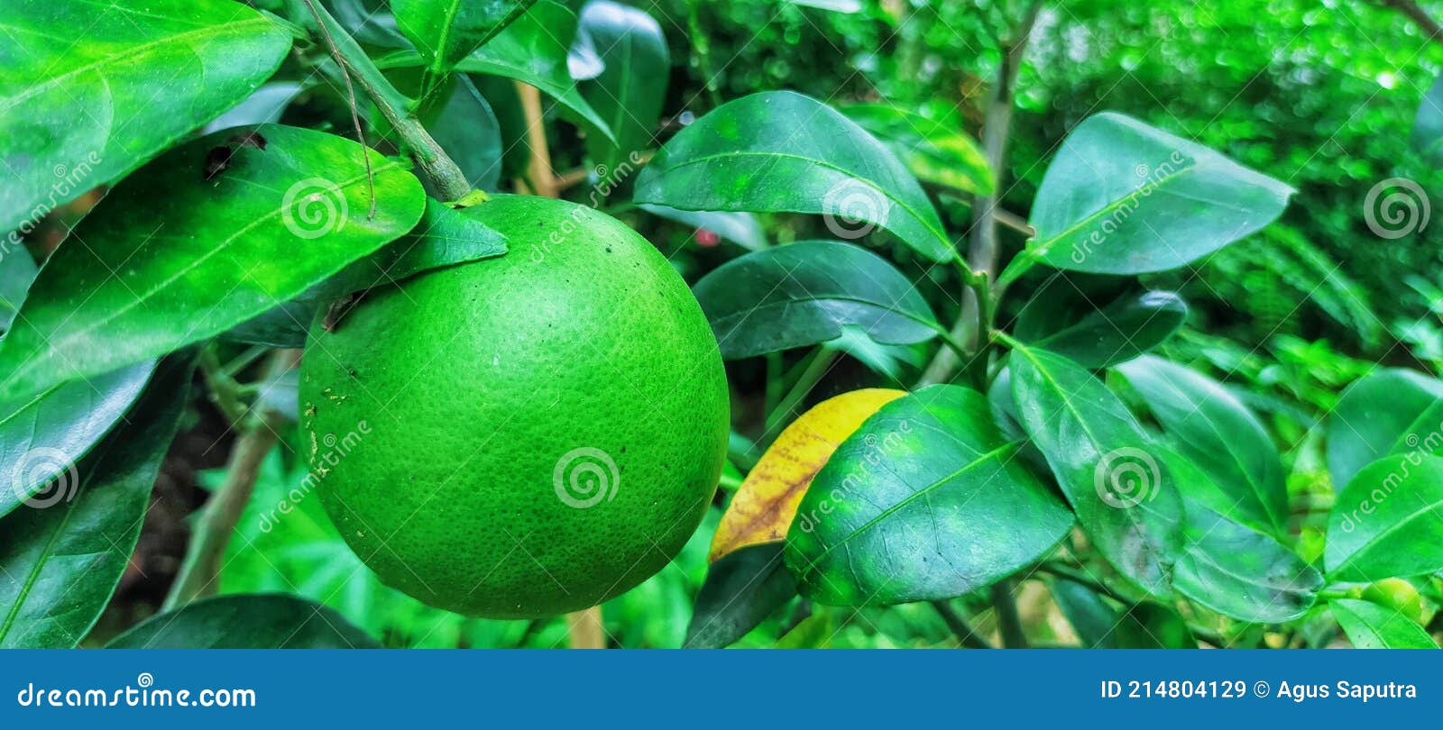 Young Citrus Fruit is Dark Green and Leafy Stock Image - Image of food ...