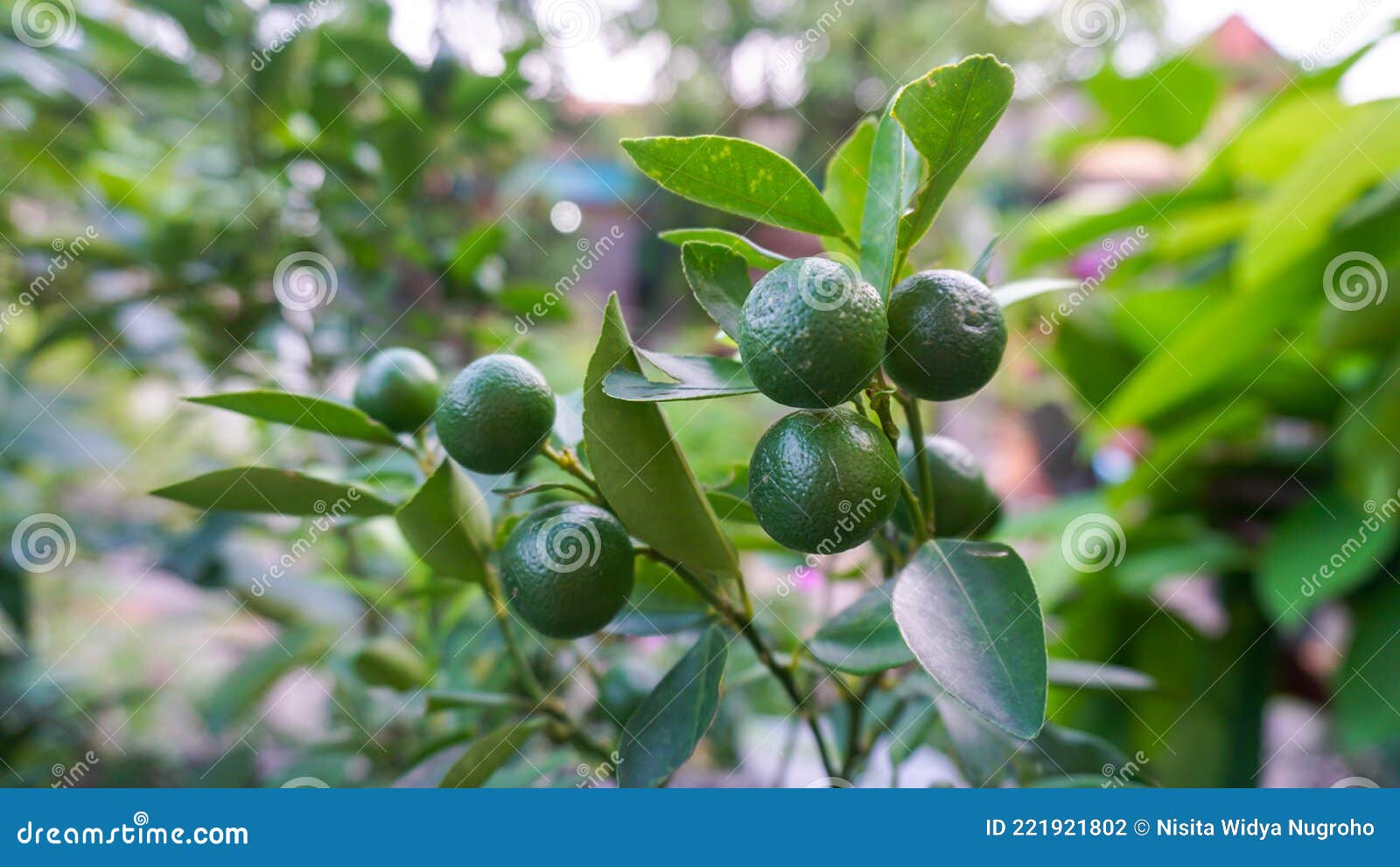 Young Citrus Microcarpa on the Tree. Lemon Cui. Lemon Cina. Stock Photo ...