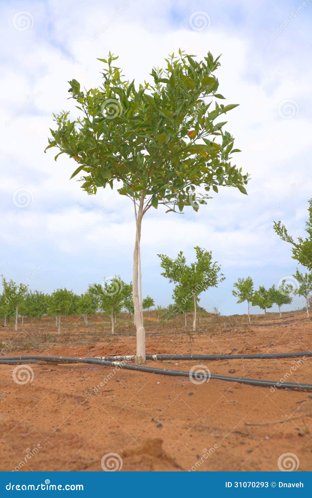 New Beginnings: a Young Citrus Tree Stock Image - Image of leaf, citrus ...