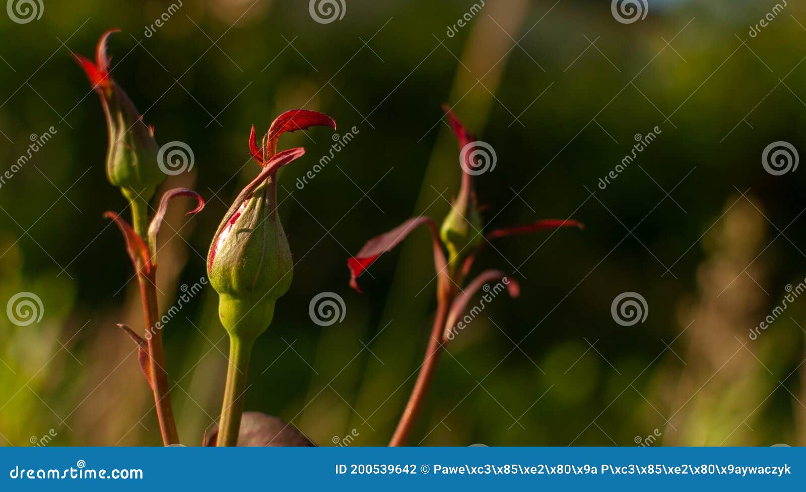 Young Climbing Rose buds. stock photo. Image of isolated - 200539642