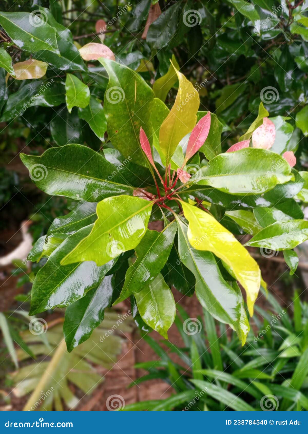 Clove Leaves On The Tree. Also Called Cengkih, Cengkeh, Syzygium ...