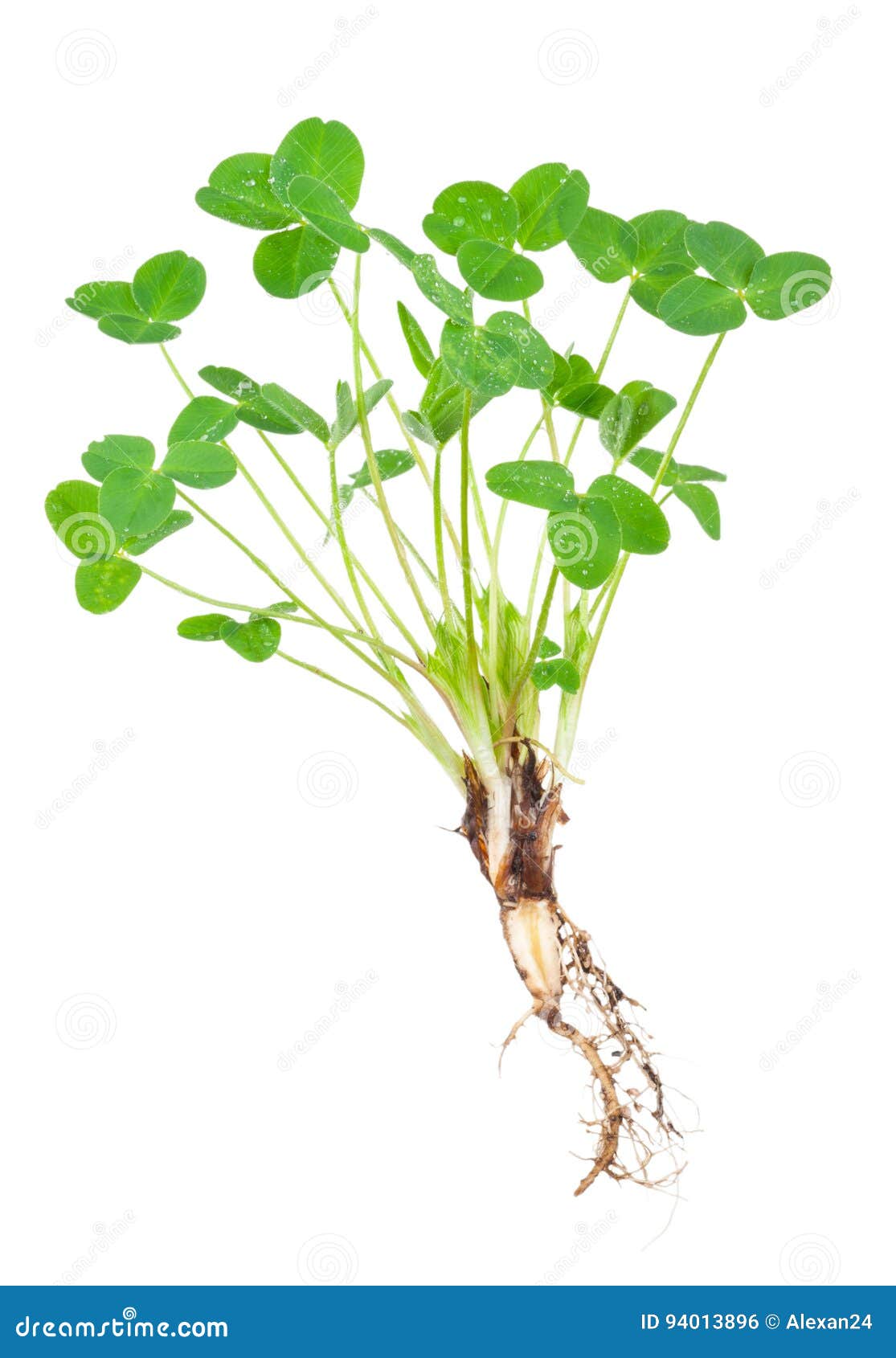 Young clover stock photo. Image of irish, leaf, root - 94013896