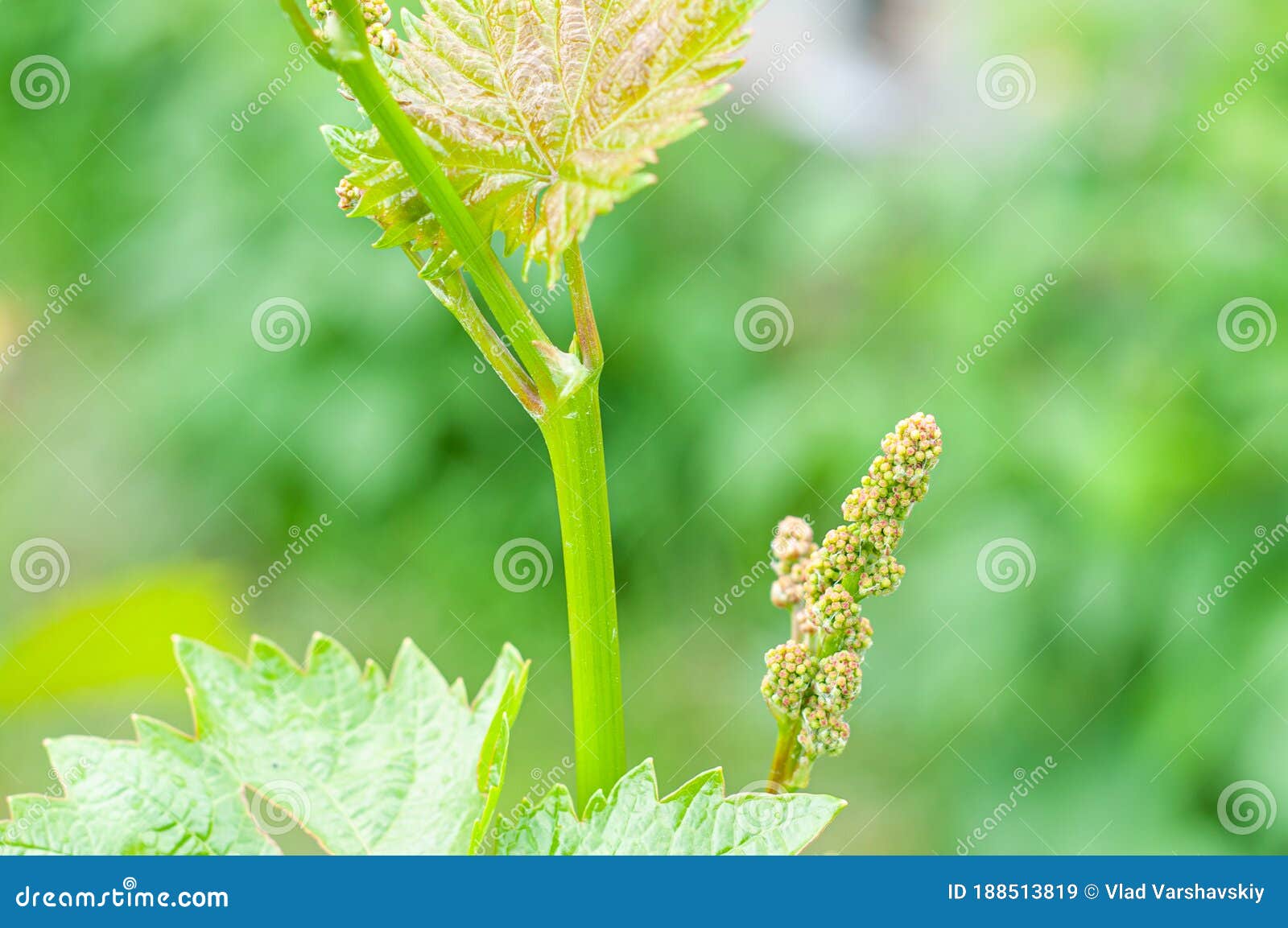 Young Clusters of Grapes with Tiny Berries on a Branch. Unripe Grapes ...