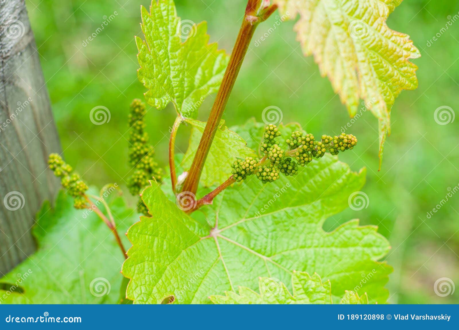 Young Clusters of Grapes with Tiny Berries on a Branch. Unripe Grapes ...