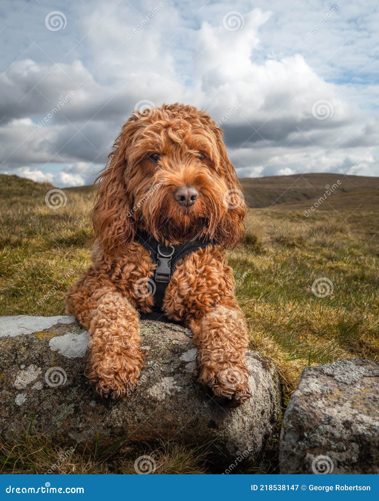 Cockapoo lying on a rock stock image. Image of domestic - 218538147