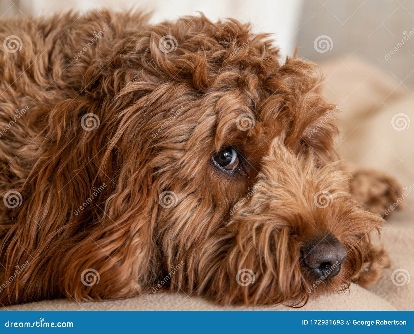 Young Cockapoo Lying on a Chair Stock Image - Image of face, male ...