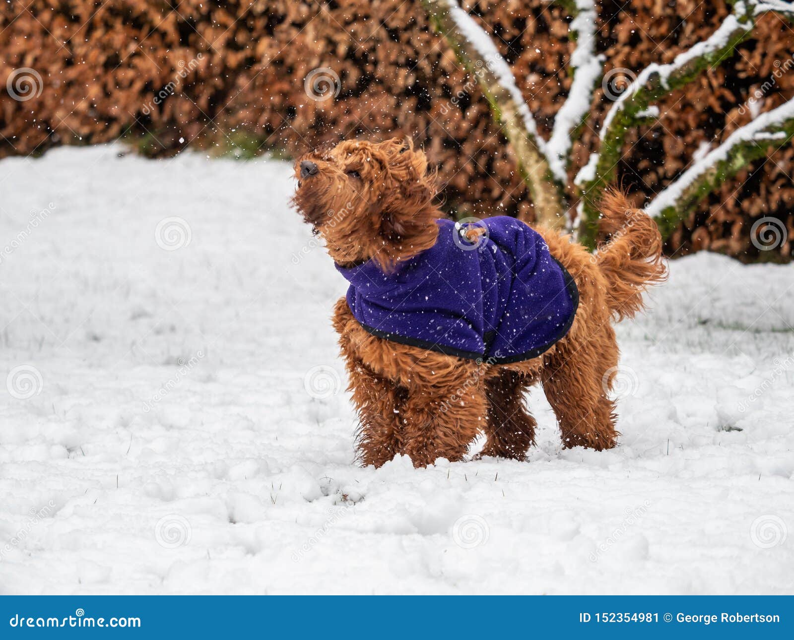 Young Cockapoo Playing in the Snow Stock Image - Image of beautiful ...