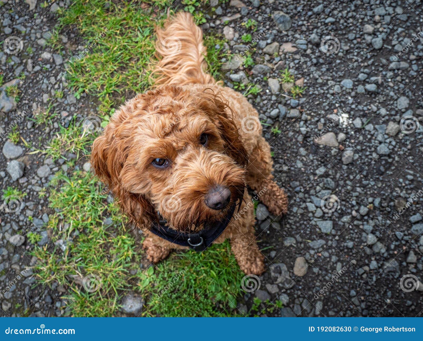Cockapoo sitting on a path stock photo. Image of male - 192082630