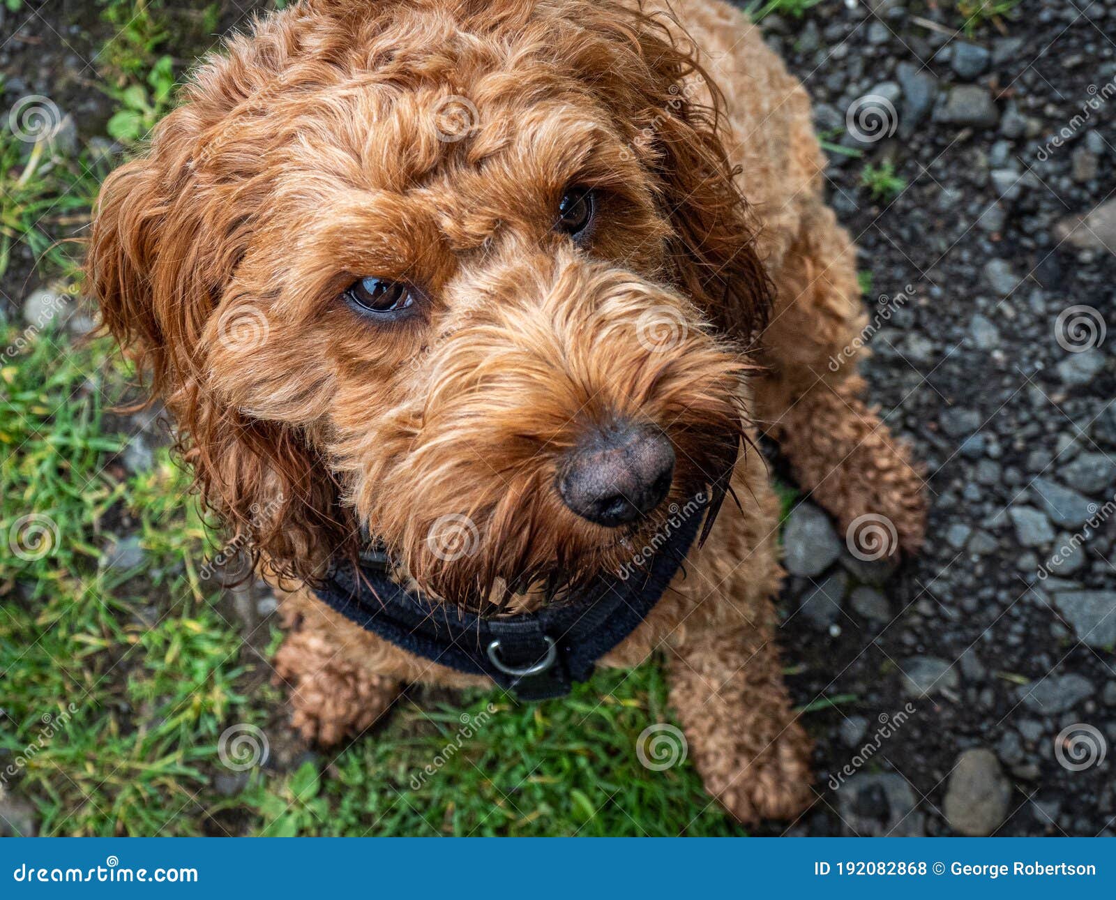Cockapoo sitting on a path stock photo. Image of paws - 192082868